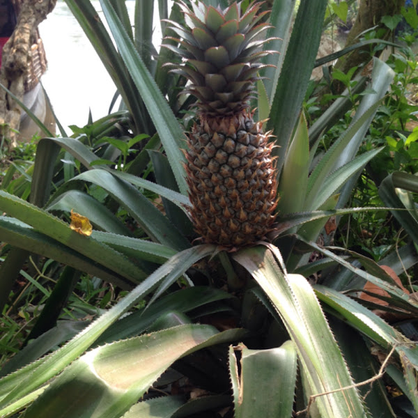 Pineapple | Project Noah