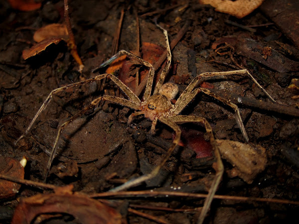 Brown Huntsman Spider | Project Noah