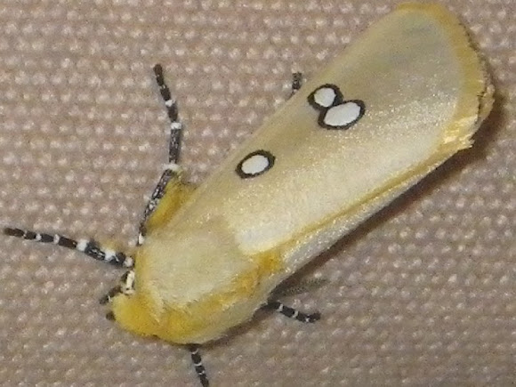 Dice Moth | Project Noah