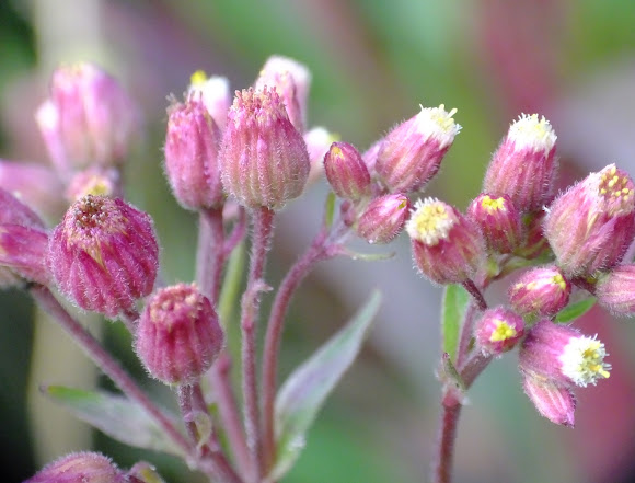 small flower buds | Project Noah