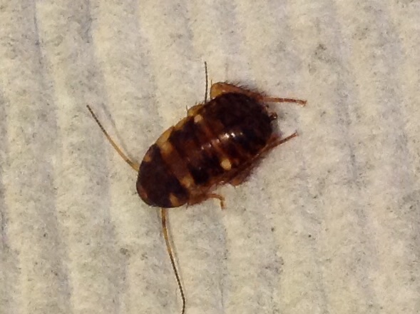 American Cockroach ( Nymph ) | Project Noah
