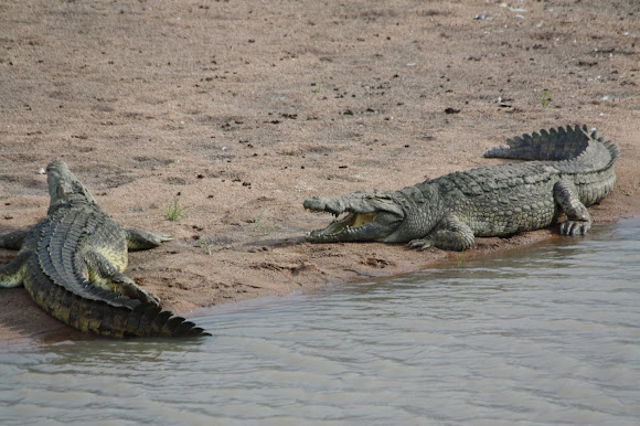 Nile crocodile | Project Noah