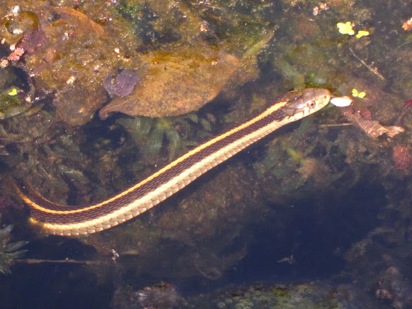 Diablo Range Garter Snake | Project Noah