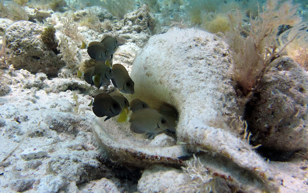 Doctorfish (juvenile) | Project Noah