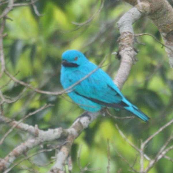 Plum-throated Cotinga | Project Noah
