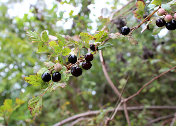 Peppervine | Project Noah