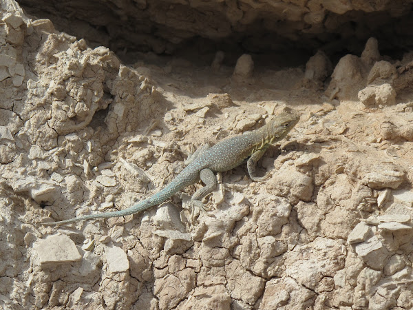 Collared Lizard | Project Noah
