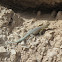 Blue Collared Lizard | Project Noah