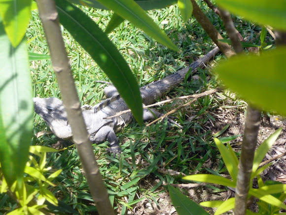 Yucatan Spiny-tailed Iguana | Project Noah