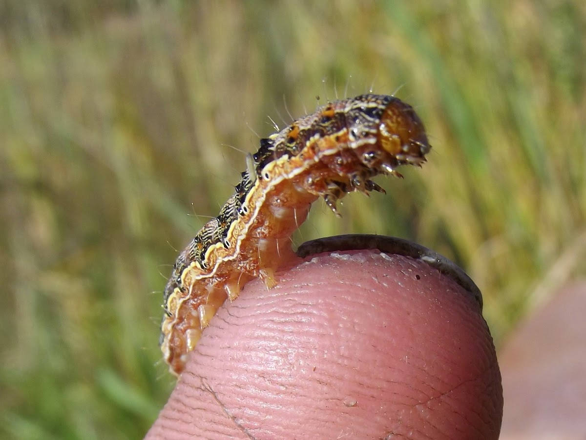 Cotton Ear Worm (Tomato grub) | Project Noah