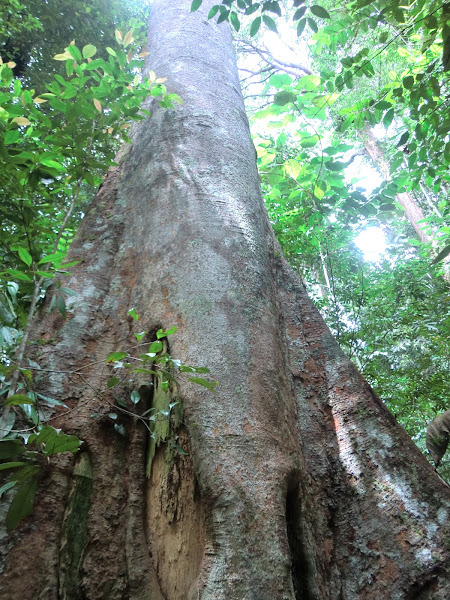 Kempas | Project Noah