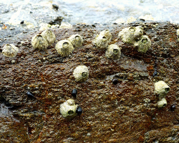 Ribbed Barnacle | Project Noah