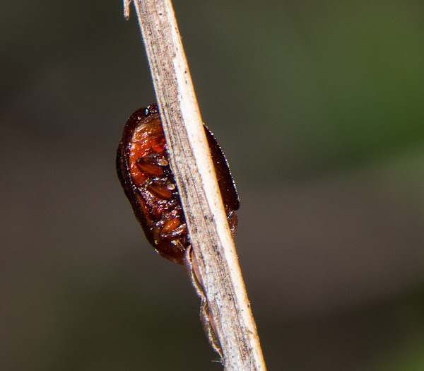 Tortoise beetle | Project Noah