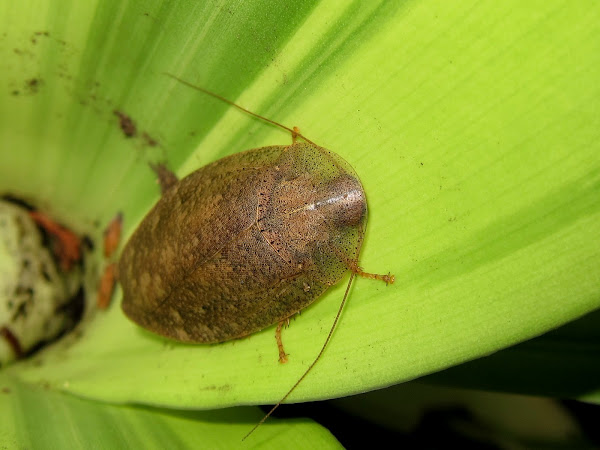 Dried Leaf Cockroach | Project Noah