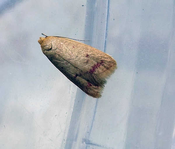 Concealer Moth | Project Noah