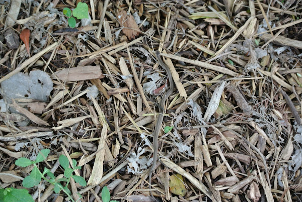 Texas Brown Snake | Project Noah