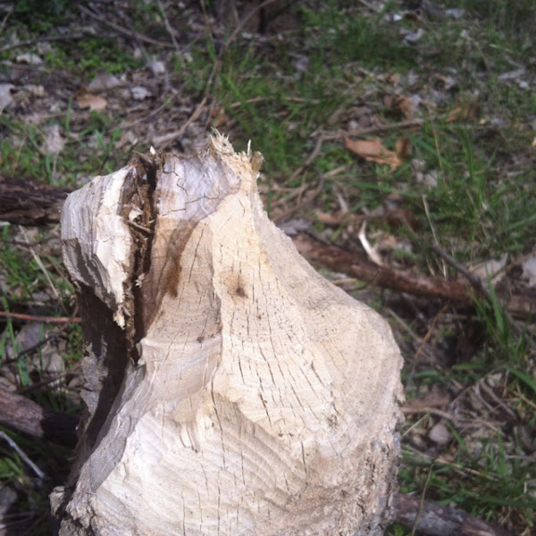 Beaver Chews | Project Noah