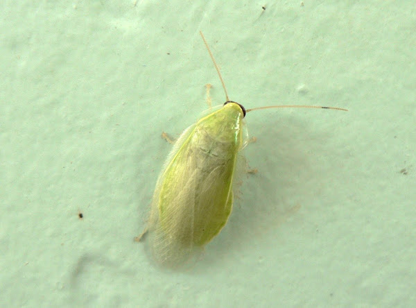 Green cockroach | Project Noah