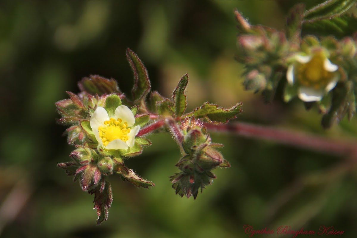 Sticky Cinquefoil | Project Noah