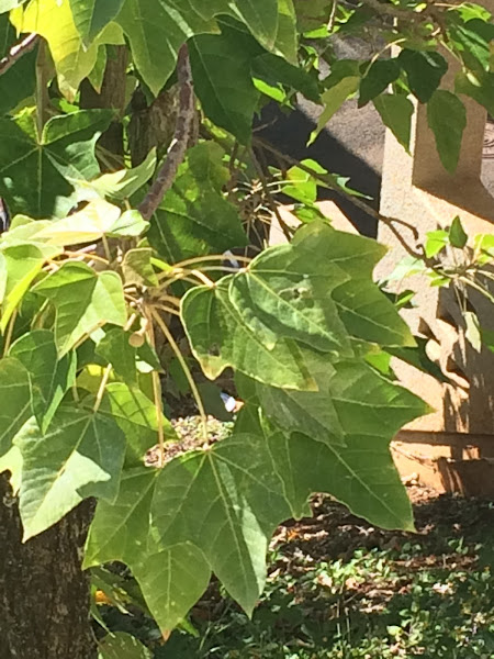 Kukui Nut Tree/Candlenut tree | Project Noah