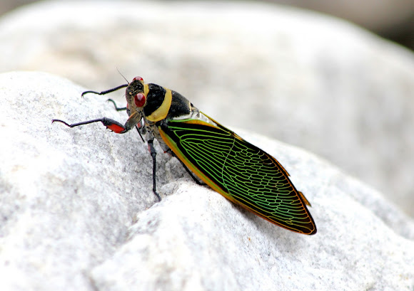 Cicada | Project Noah