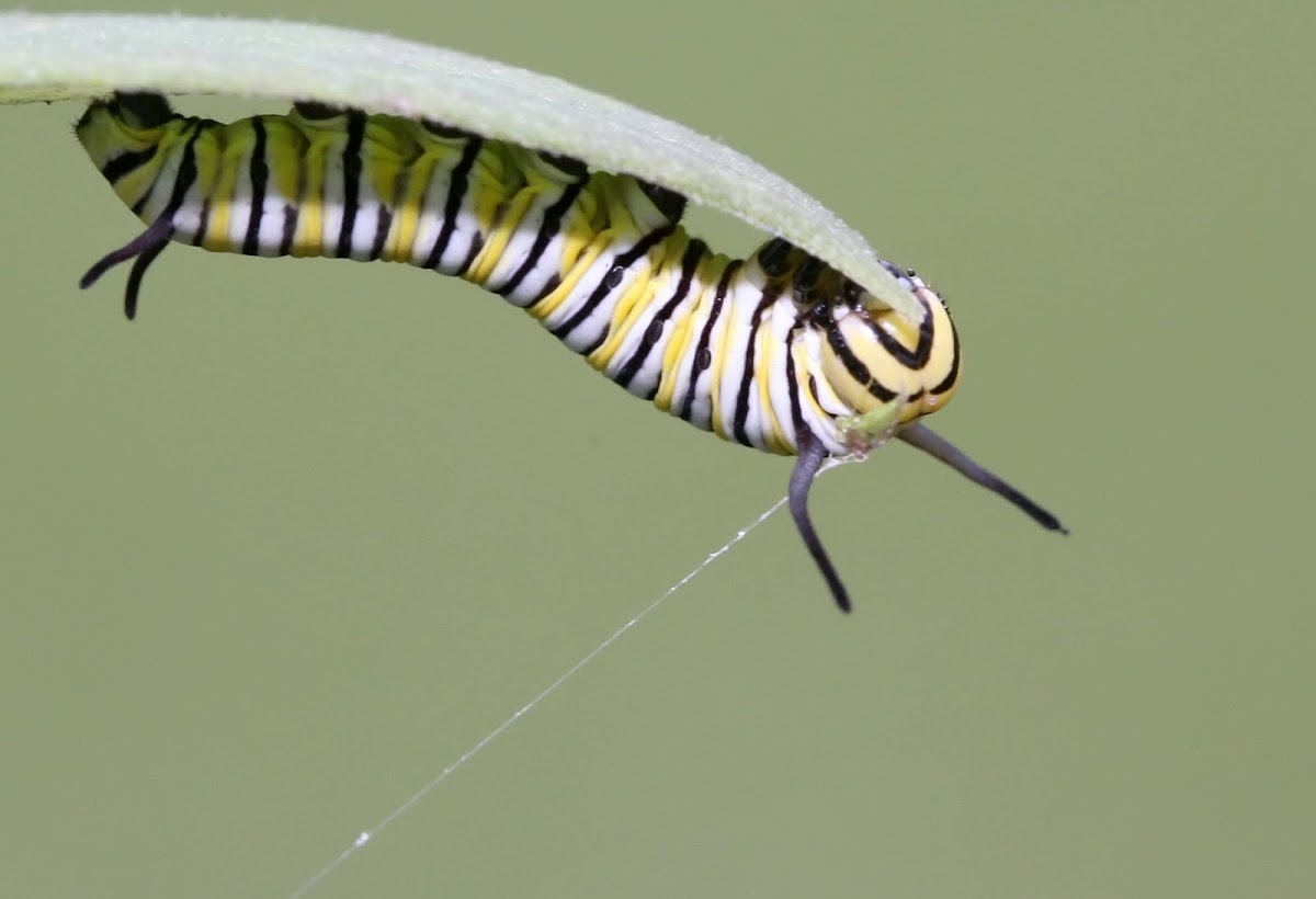 Monarch caterpillar | Project Noah