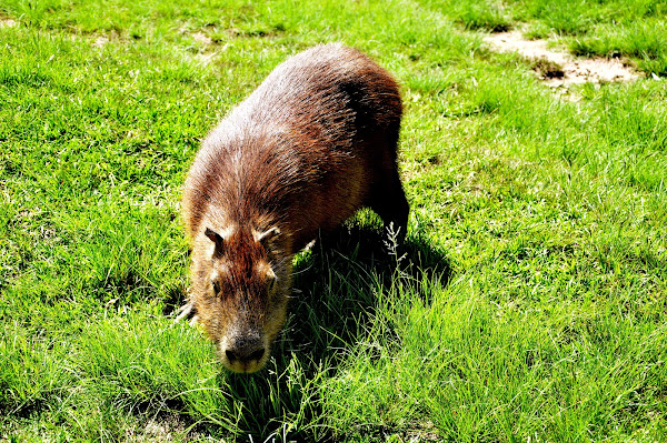 Capivara | Project Noah