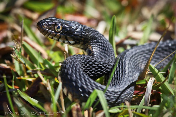 Banded Water Snake | Project Noah