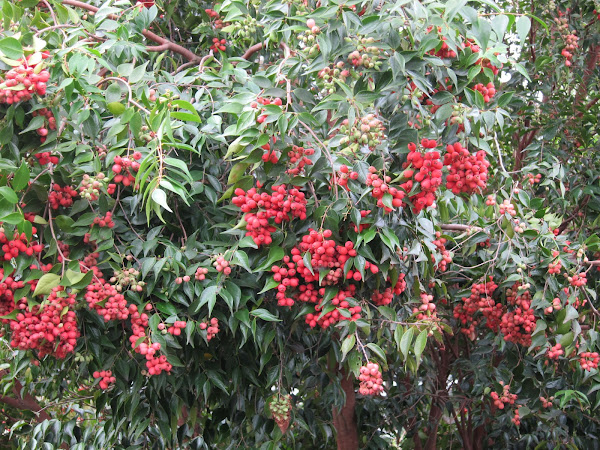 Lilli Pilli | Project Noah