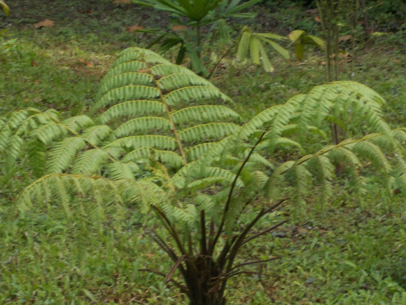 Tree Fern | Project Noah