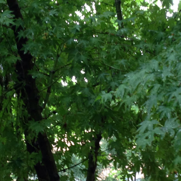 Maple tree | Project Noah