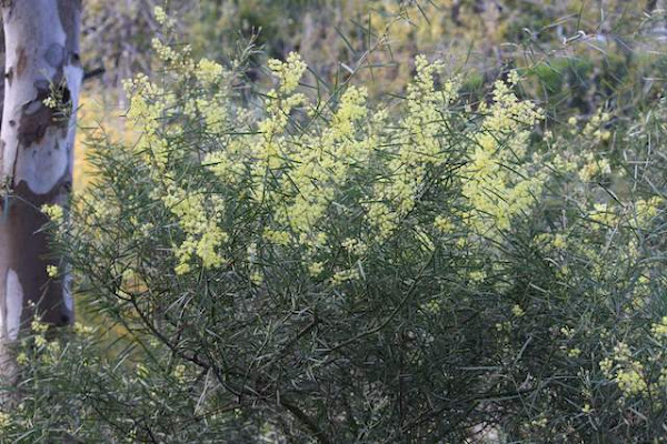Hakea Wattle | Project Noah