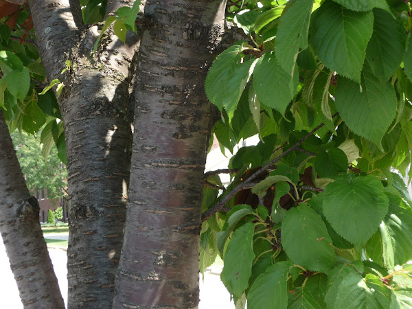 Columnar Sargent Cherry | Project Noah