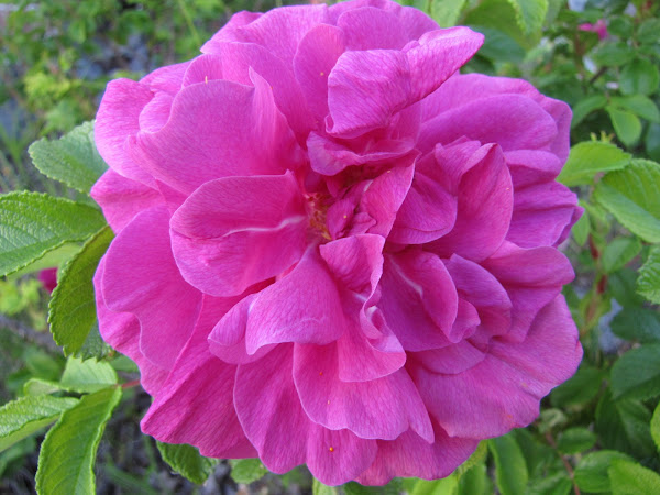 Sitka Rose | Project Noah
