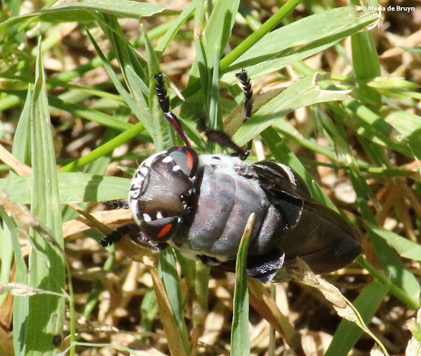 Rabbit Bot Fly, female | Project Noah