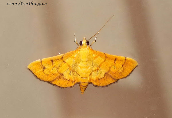 Soybean Leaf Folder | Project Noah