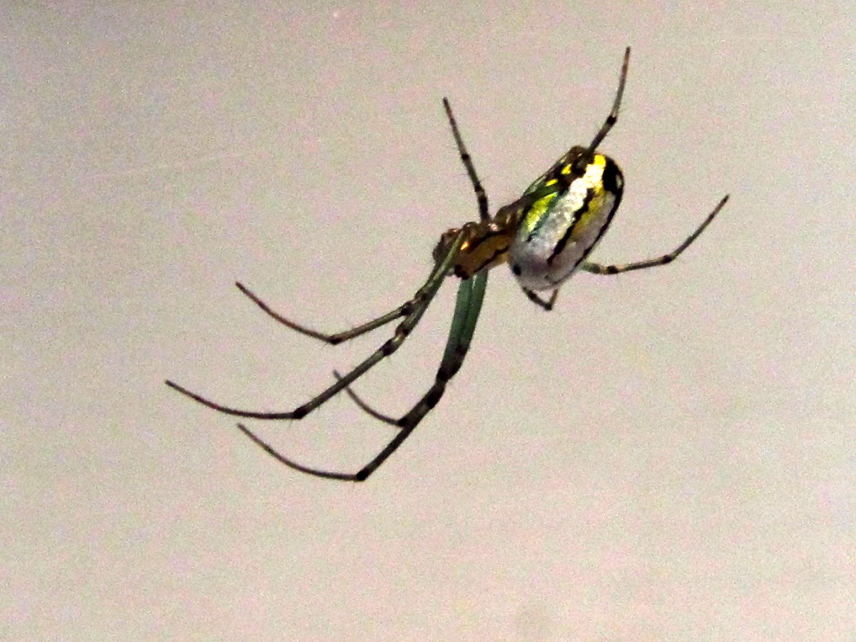 Orchard Orbweaver | Project Noah