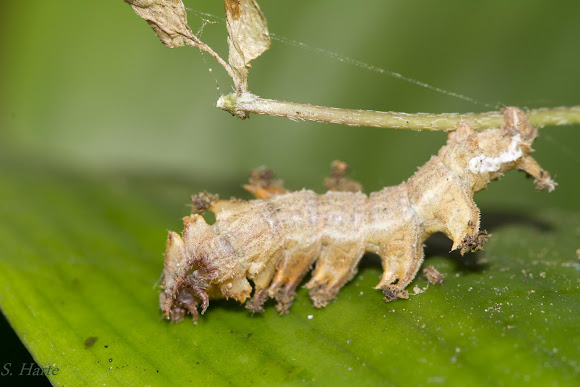 Wattle Bizarre Looper Moth | Project Noah