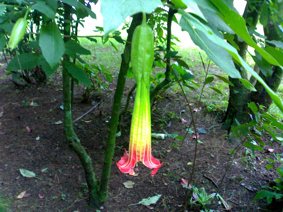 Red Angel's Trumpet | Project Noah