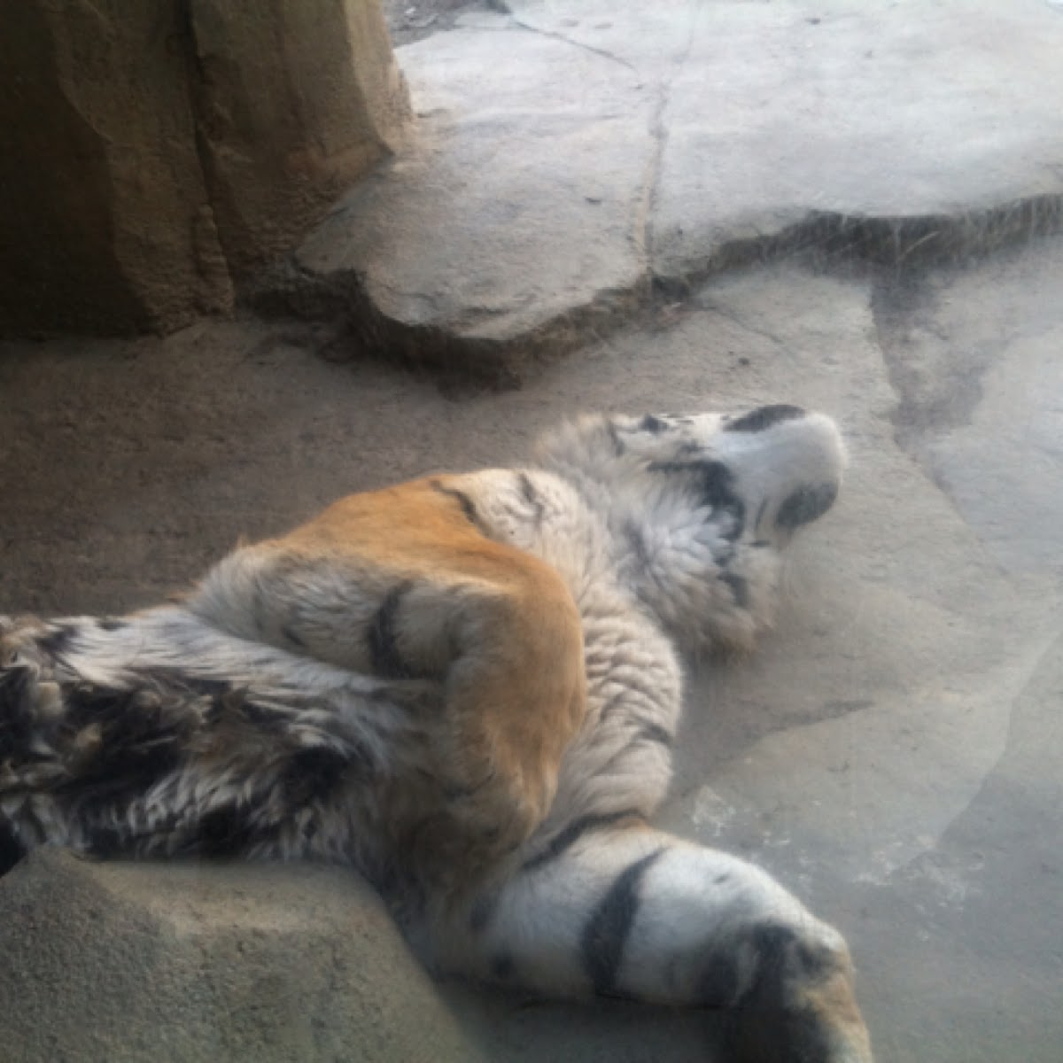 Siberian Tiger | Project Noah