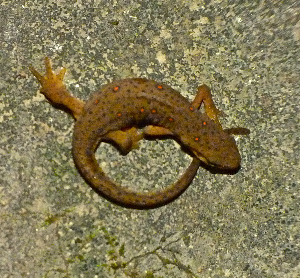 Red-spotted newt (eft) | Project Noah