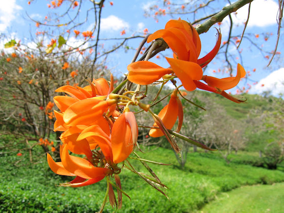 cambulo | Project Noah