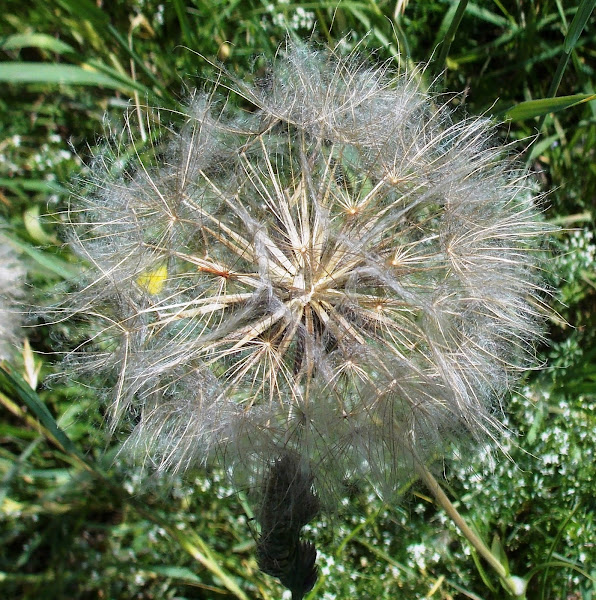 Yellow Goat's Beard (wildflower) | Project Noah