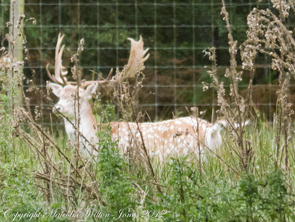 Fallow Deer | Project Noah