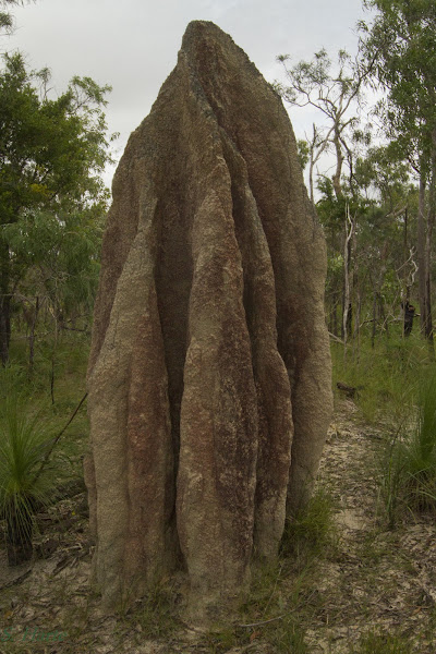 Termite mound | Project Noah