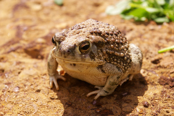 Texas Toad | Project Noah