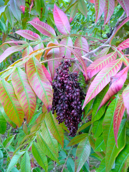 Winged Sumac | Project Noah
