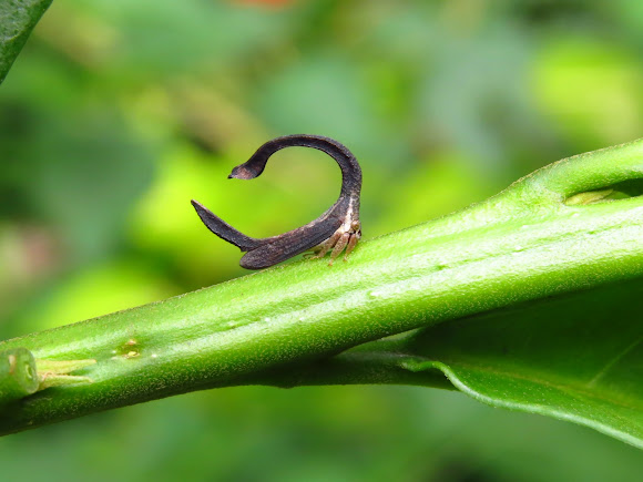 Horseshoe-shaped treehopper | Project Noah
