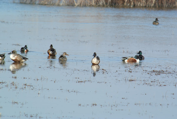 Northern Shoveler Ducks | Project Noah