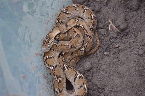 Common cat snake | Project Noah